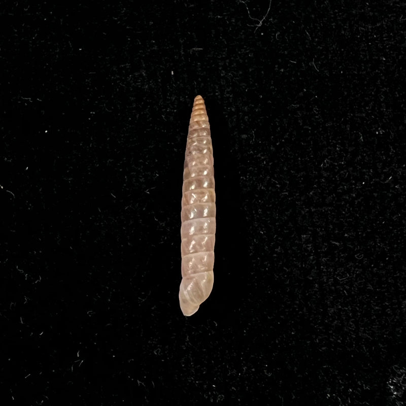 Bostryx multivolvis Pilsbry, 1944 - 21,8mm