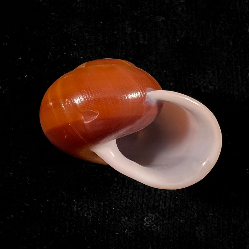 Albersia granulata (Quoy & Gaimard, 1832) - 42,3mm