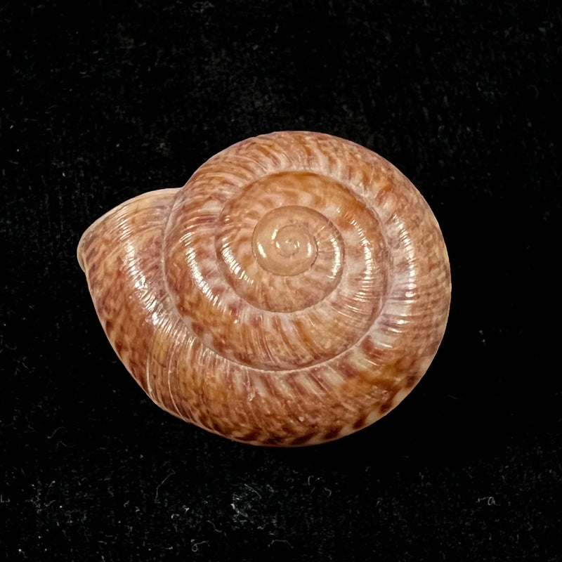 Solaropsis fairchild Bequaert & Clench, 1938 - 36mm