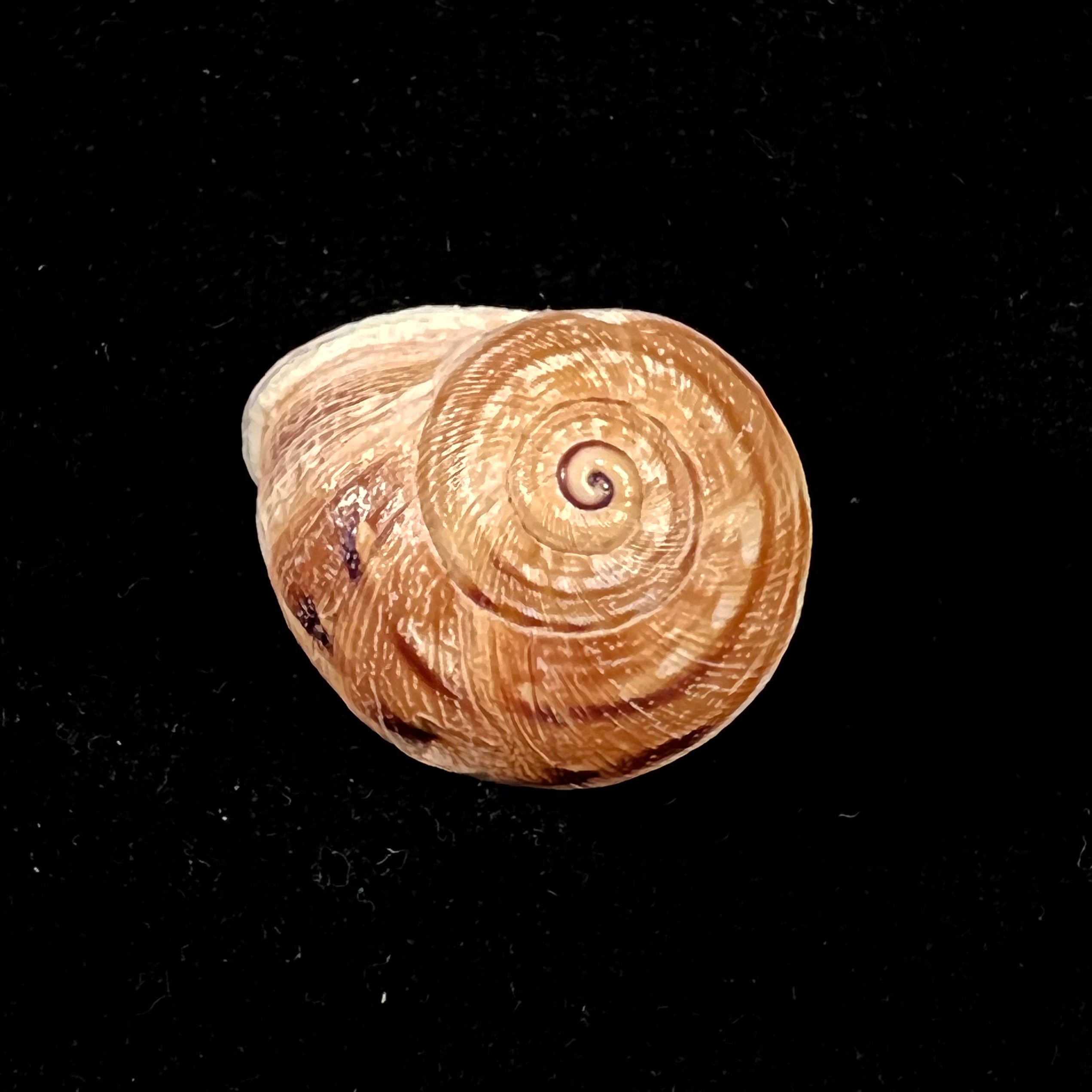 Eremina vermiculosa (Morelet, 1874) - 25mm
