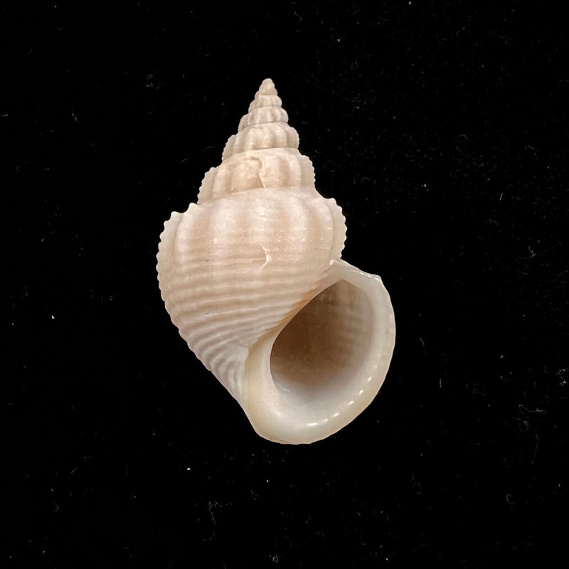 Paramelania damoni (E. A. Smith, 1881) - 33,2mm