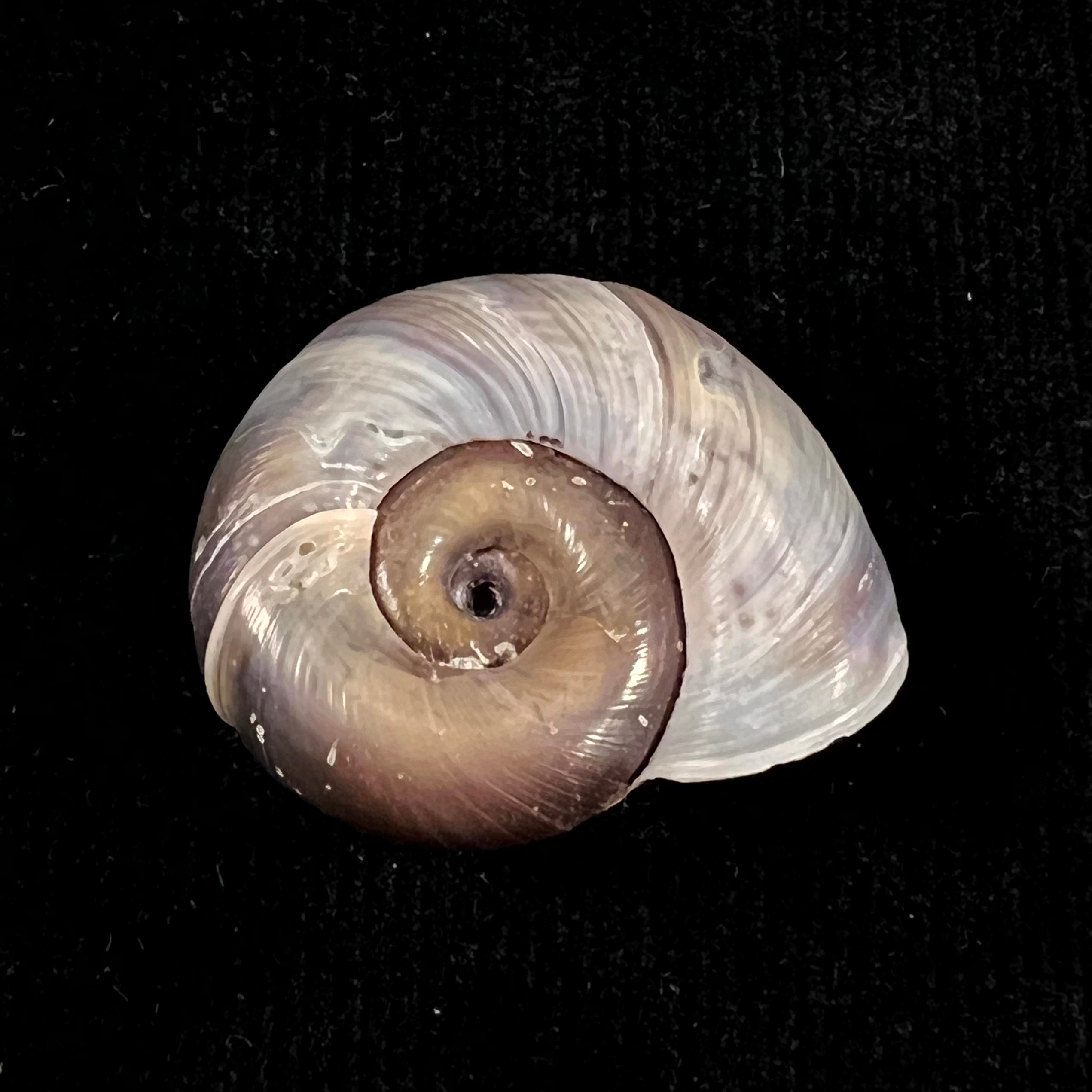 Planorbarius corneus (Linnaeus, 1758) - 35,1mm