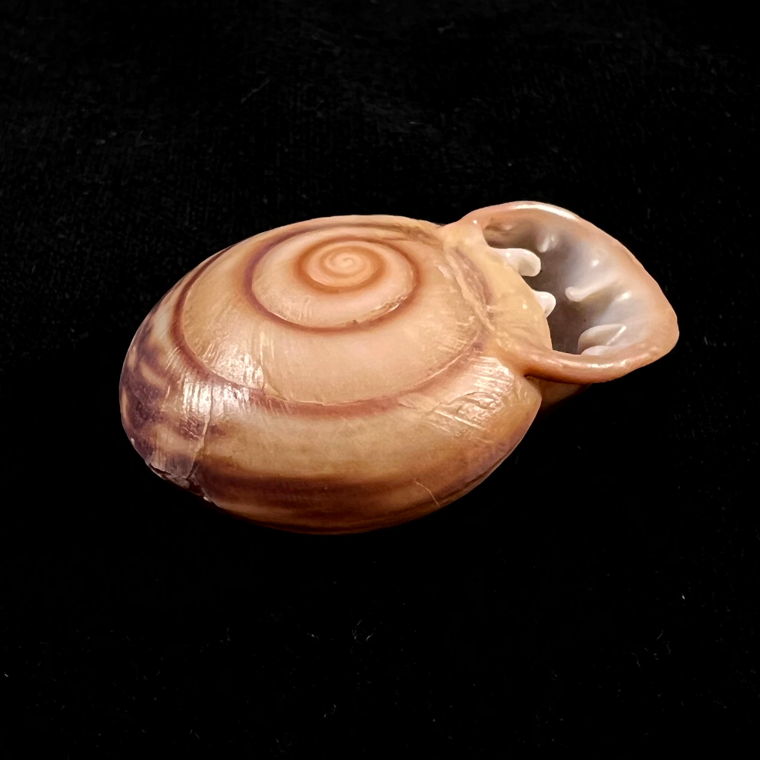 Anostoma octodentatus verreauxianum Hupe, 1857 - 43,8mm