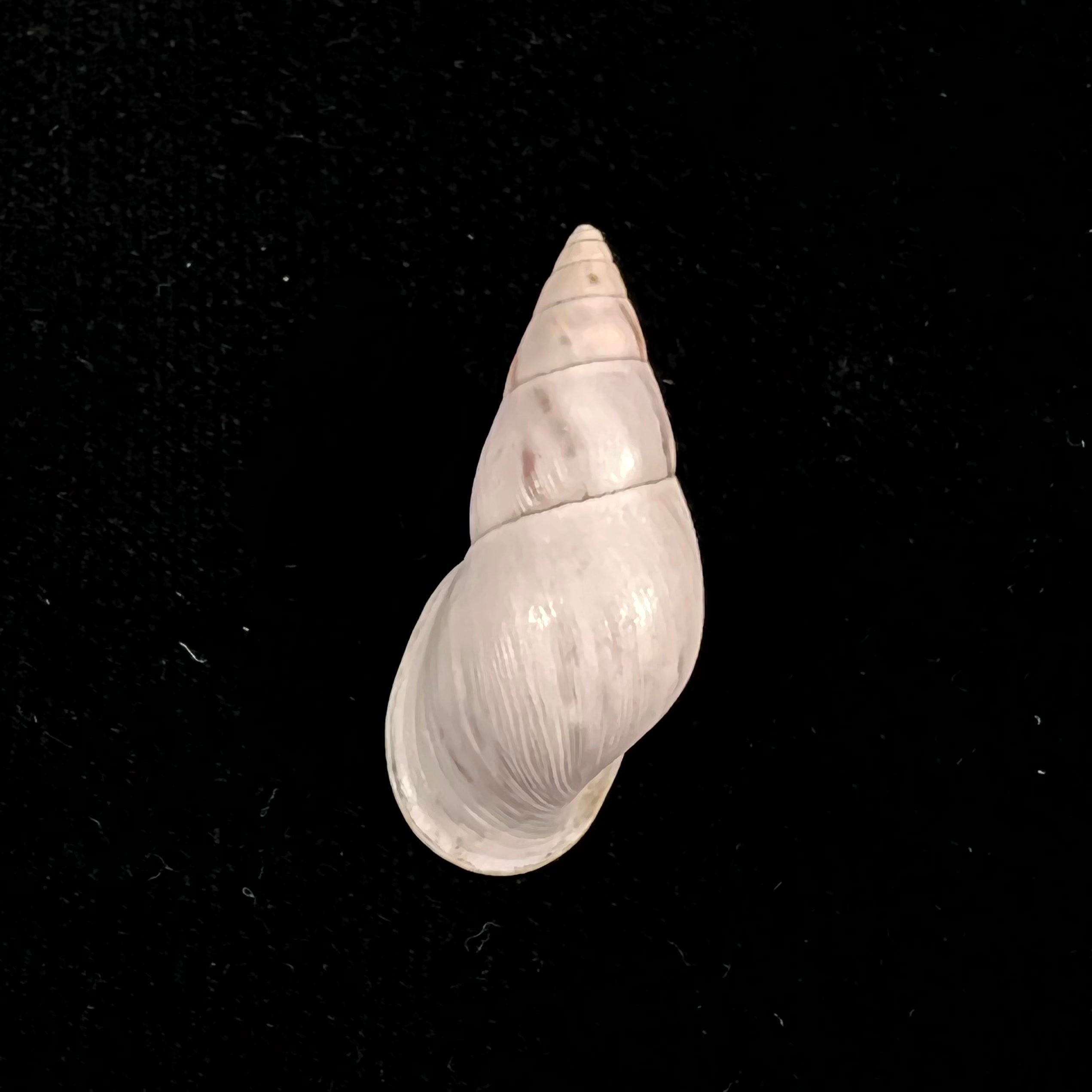 Drymaeus gueinzii Pfeiffer, 1857 - 31,7mm