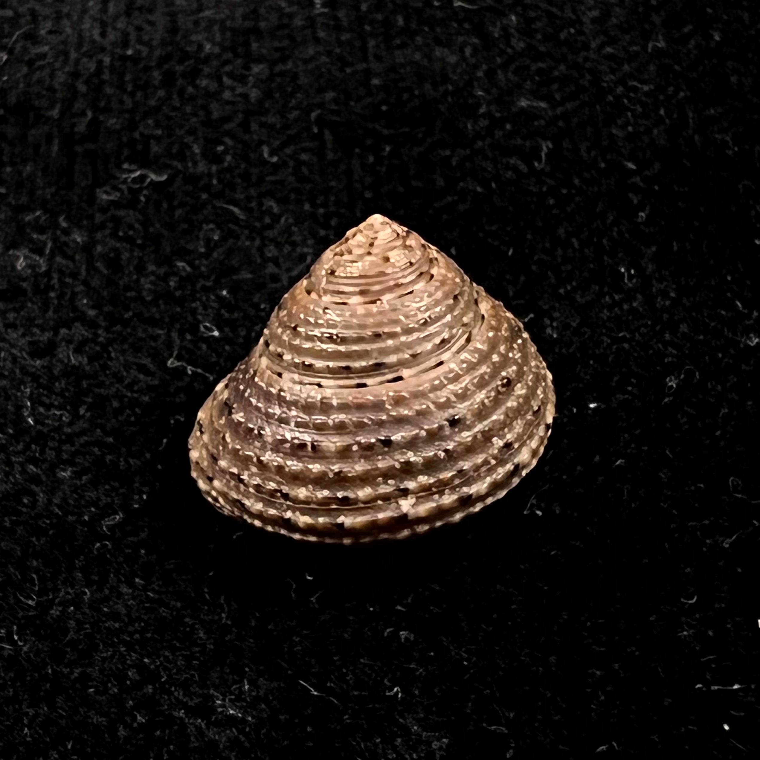 Clanculus villanus (Philippi, 1846) - 17,3mm