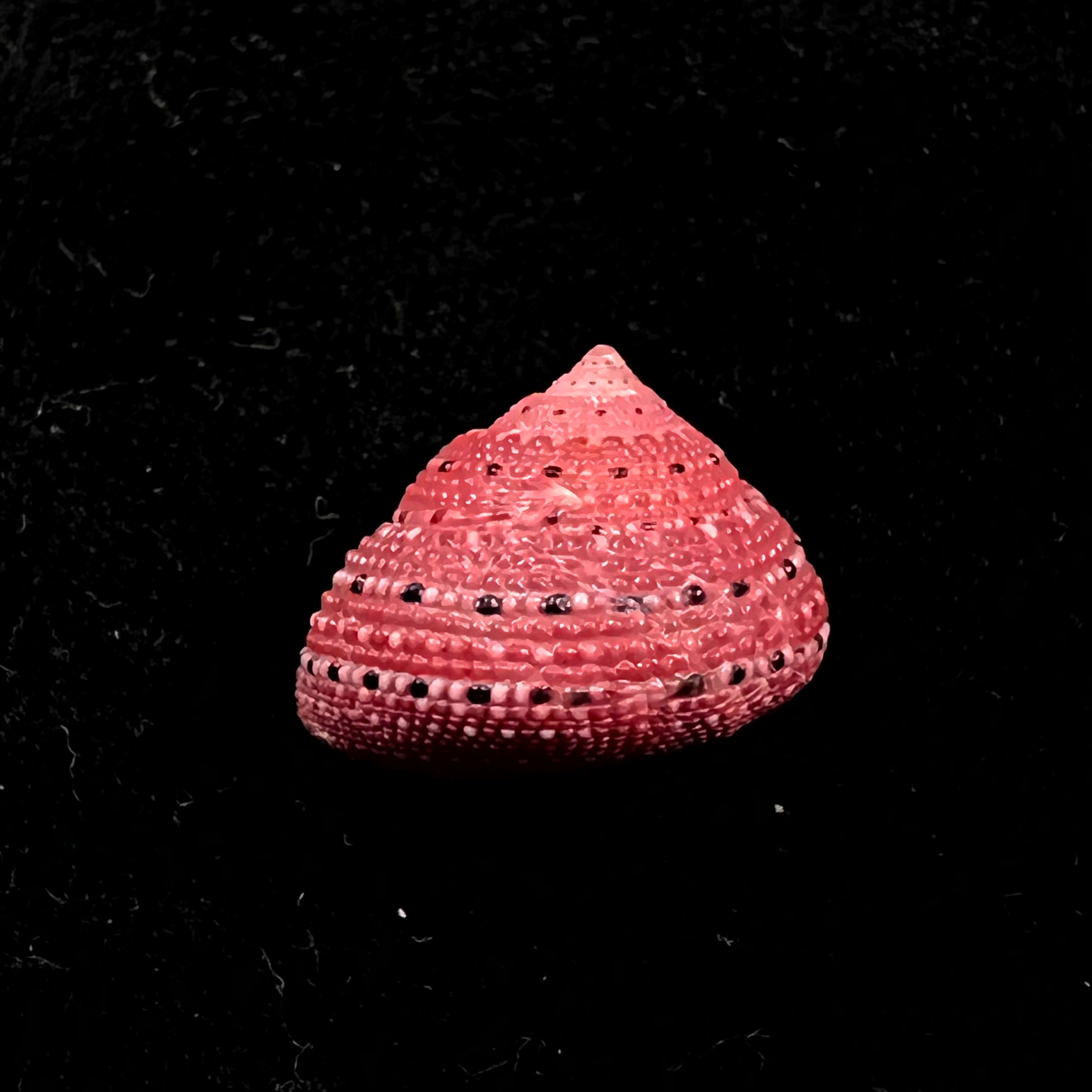 Clanculus puniceus (Philippi, 1846) - 18,5mm