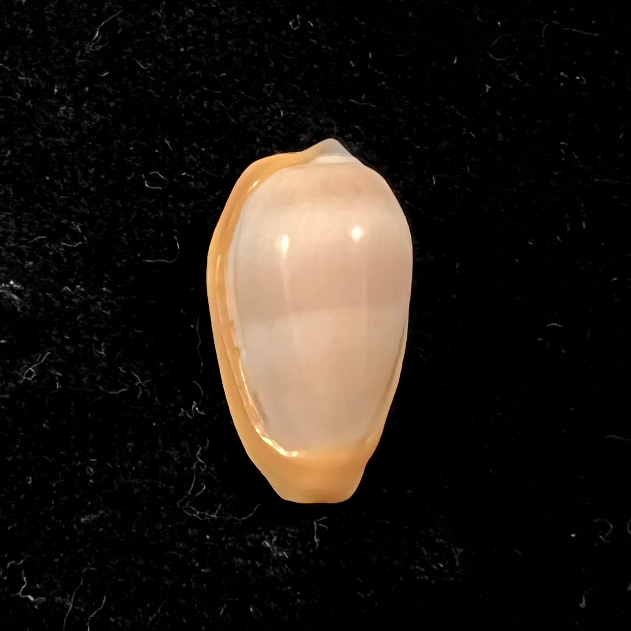 Prunum cinctum (Kiener, 1834) - 19,3mm