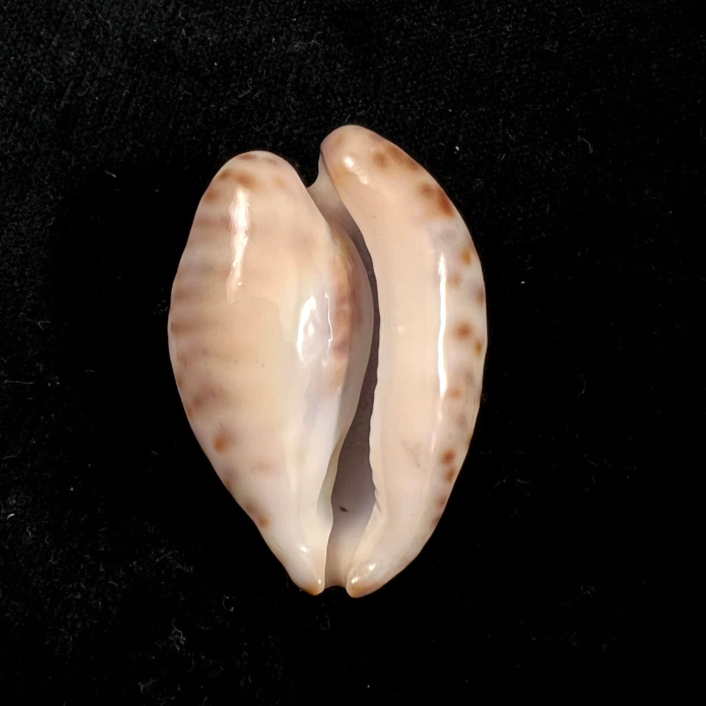 Barycypraea teulerei (Cazenavette, 1846) - 49,6mm