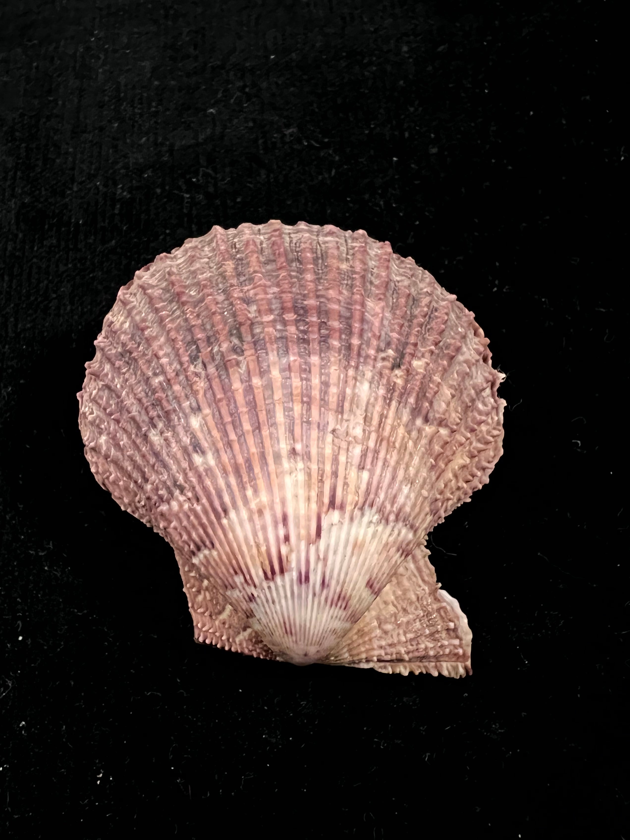 Mimachlamys varia (Linnaeus, 1758) - 54,7mm