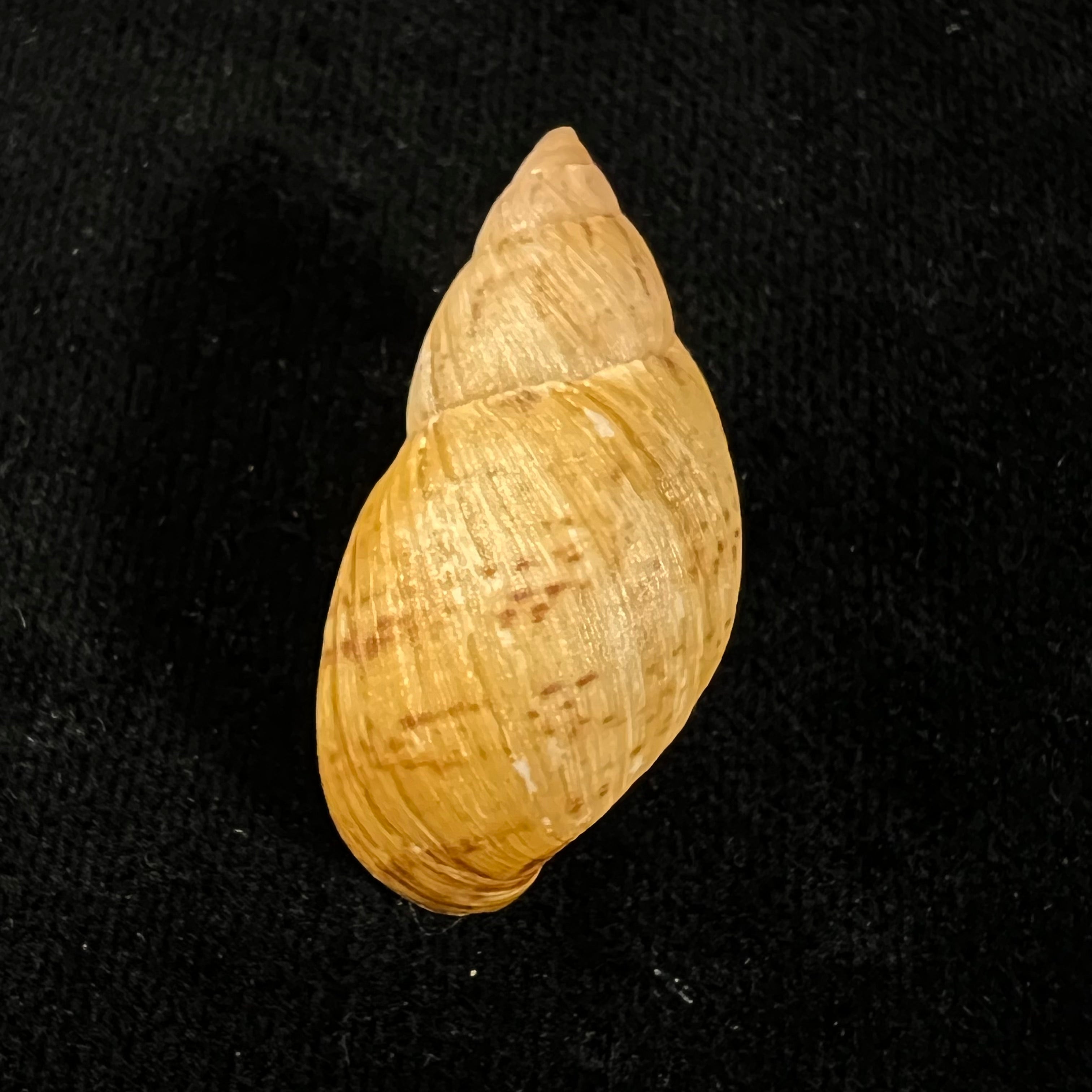 Plectostylus chilensis (Lesson, 1826) - 35,5mm