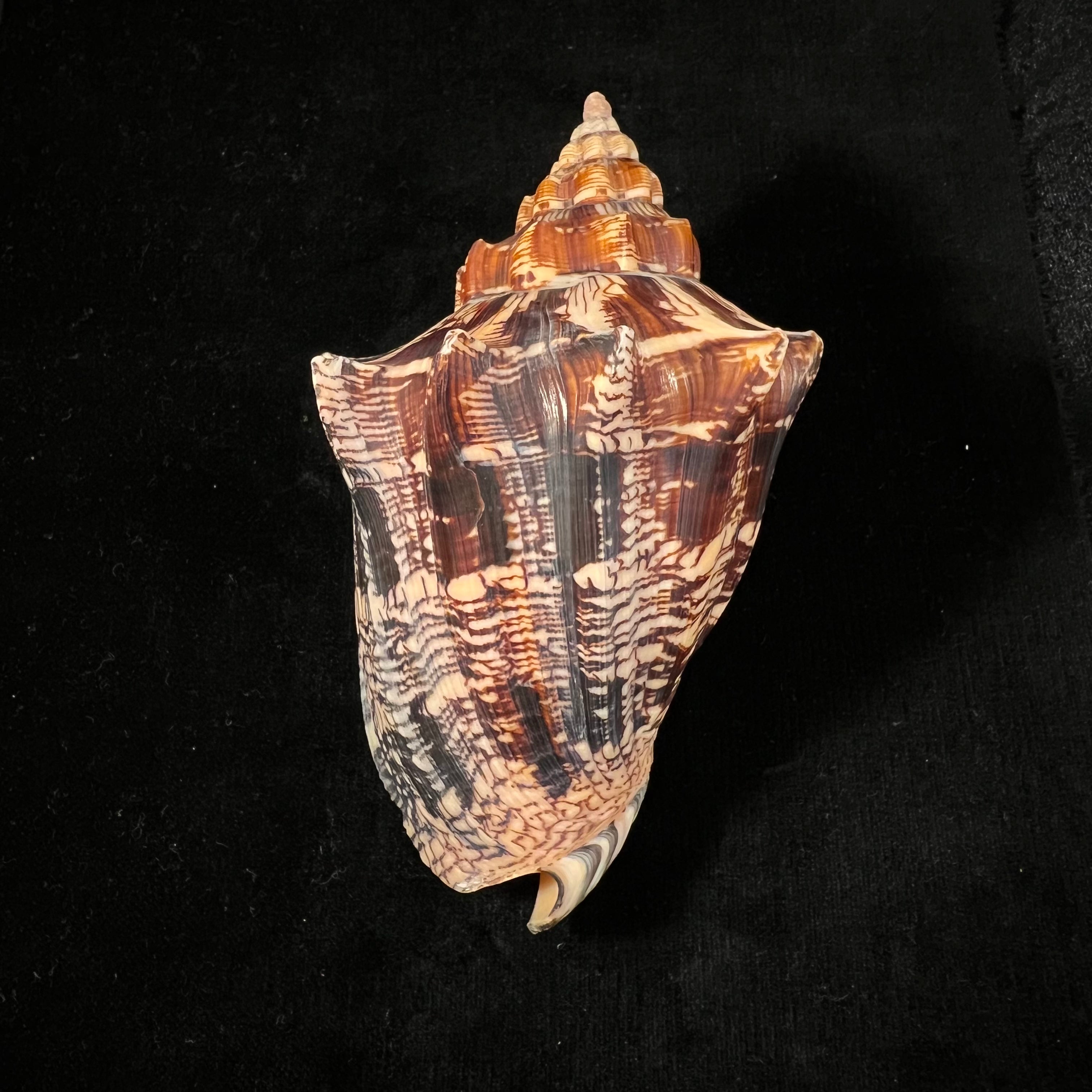 Voluta ebraea Linnaeus, 1758 - 132,7mm
