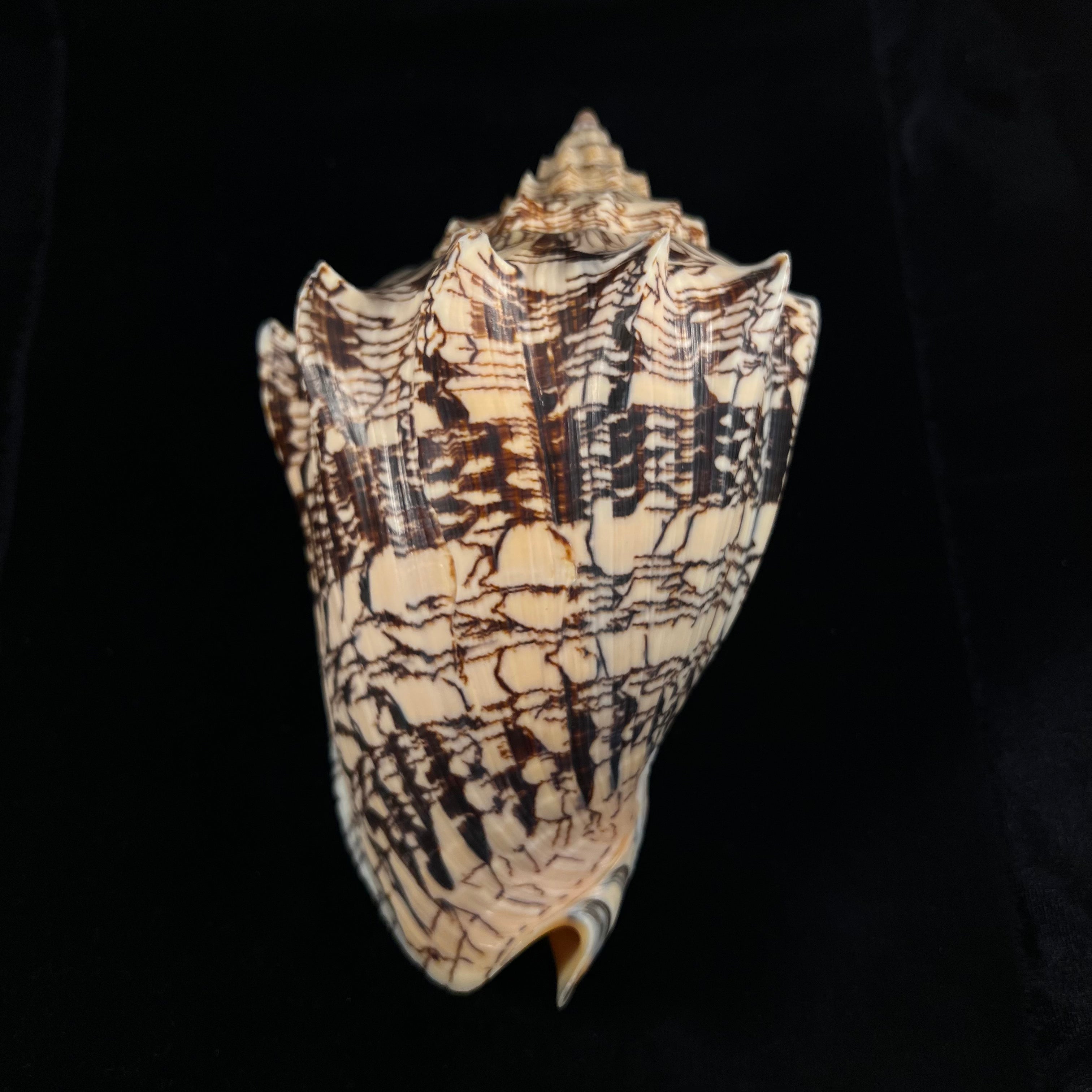 Voluta ebraea Linnaeus, 1758 - 177,9mm
