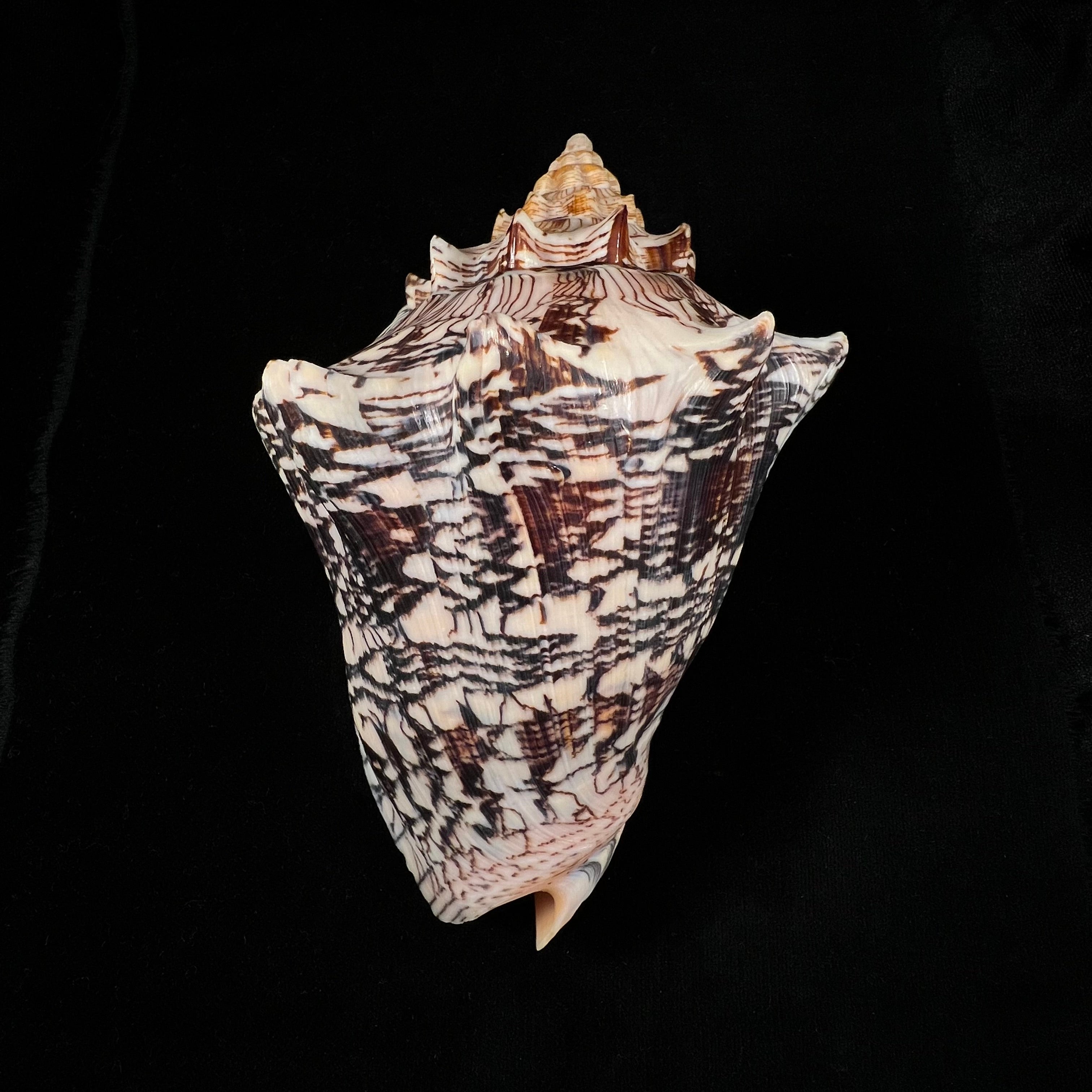 Voluta ebraea Linnaeus, 1758 - 149,3mm