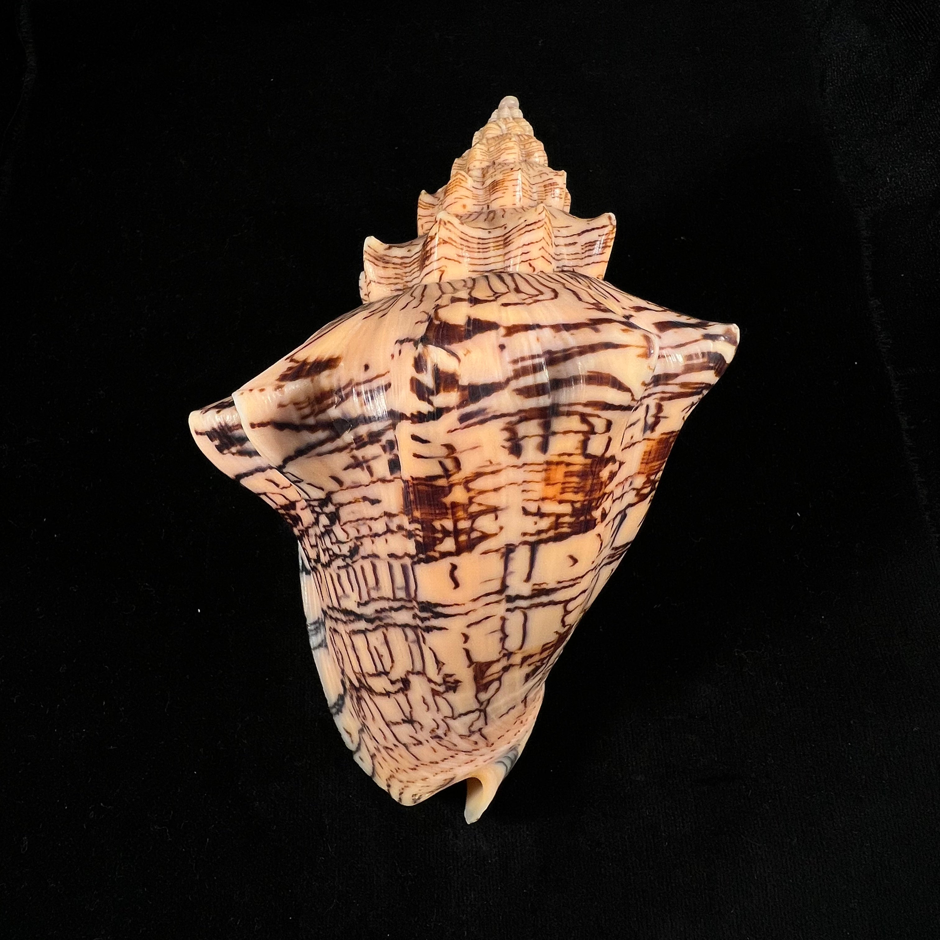 Voluta ebraea Linnaeus, 1758 - 137,8mm