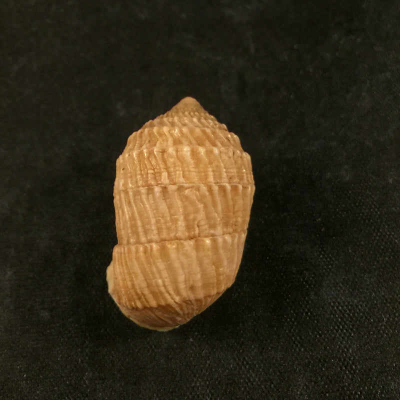 Cerion geophilus Clench & Aguayo, 1949 - 28,9mm