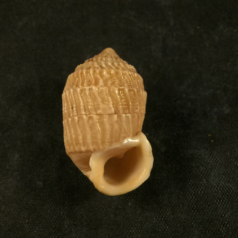 Cerion geophilus Clench & Aguayo, 1949 - 28,9mm