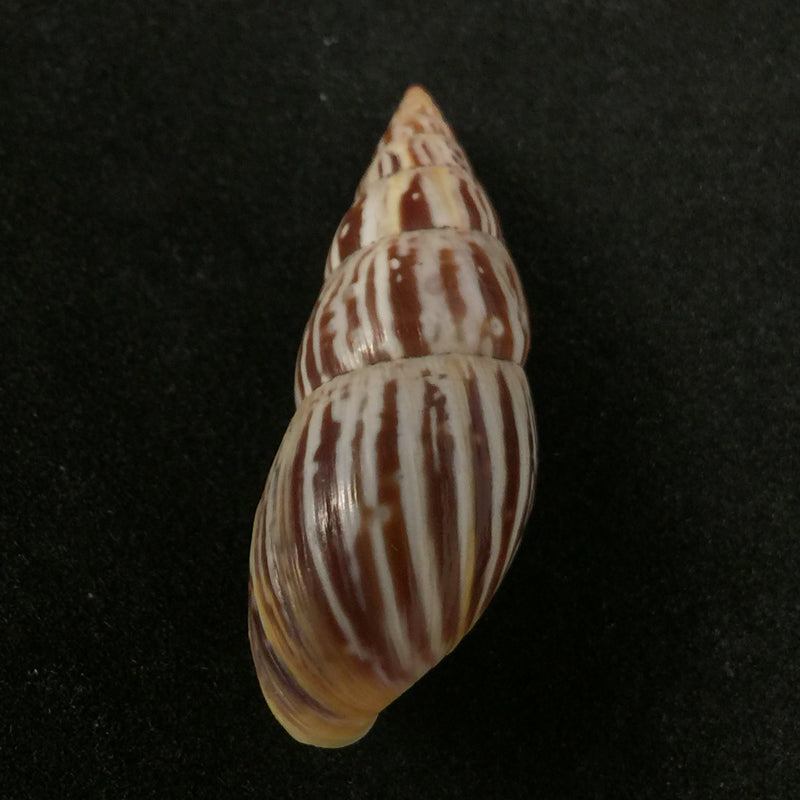 Drymaeus scitulus cochambalensis Weyrauch, 1916