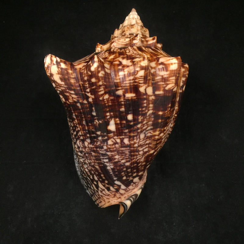 Voluta ebraea Linnaeus, 1758 - 173,7mm