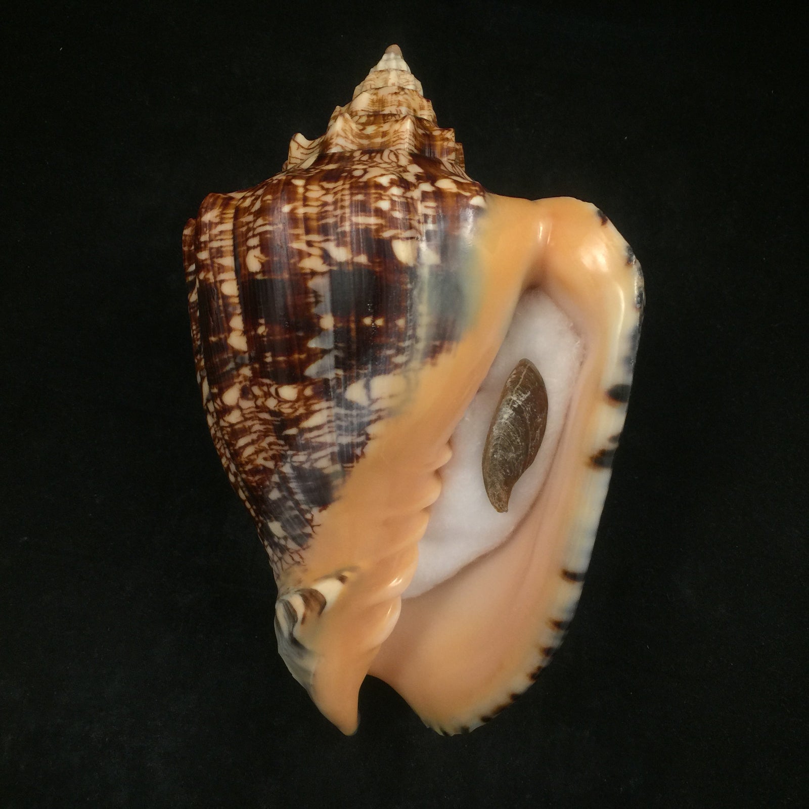 Voluta ebraea Linnaeus, 1758 - 173,7mm