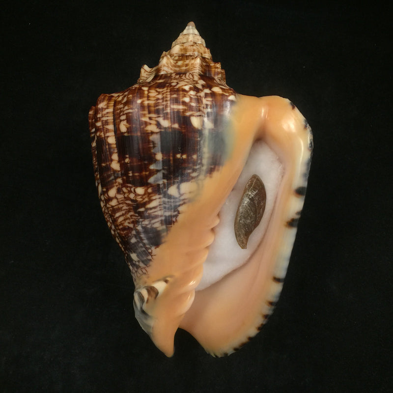 Voluta ebraea Linnaeus, 1758 - 173,7mm