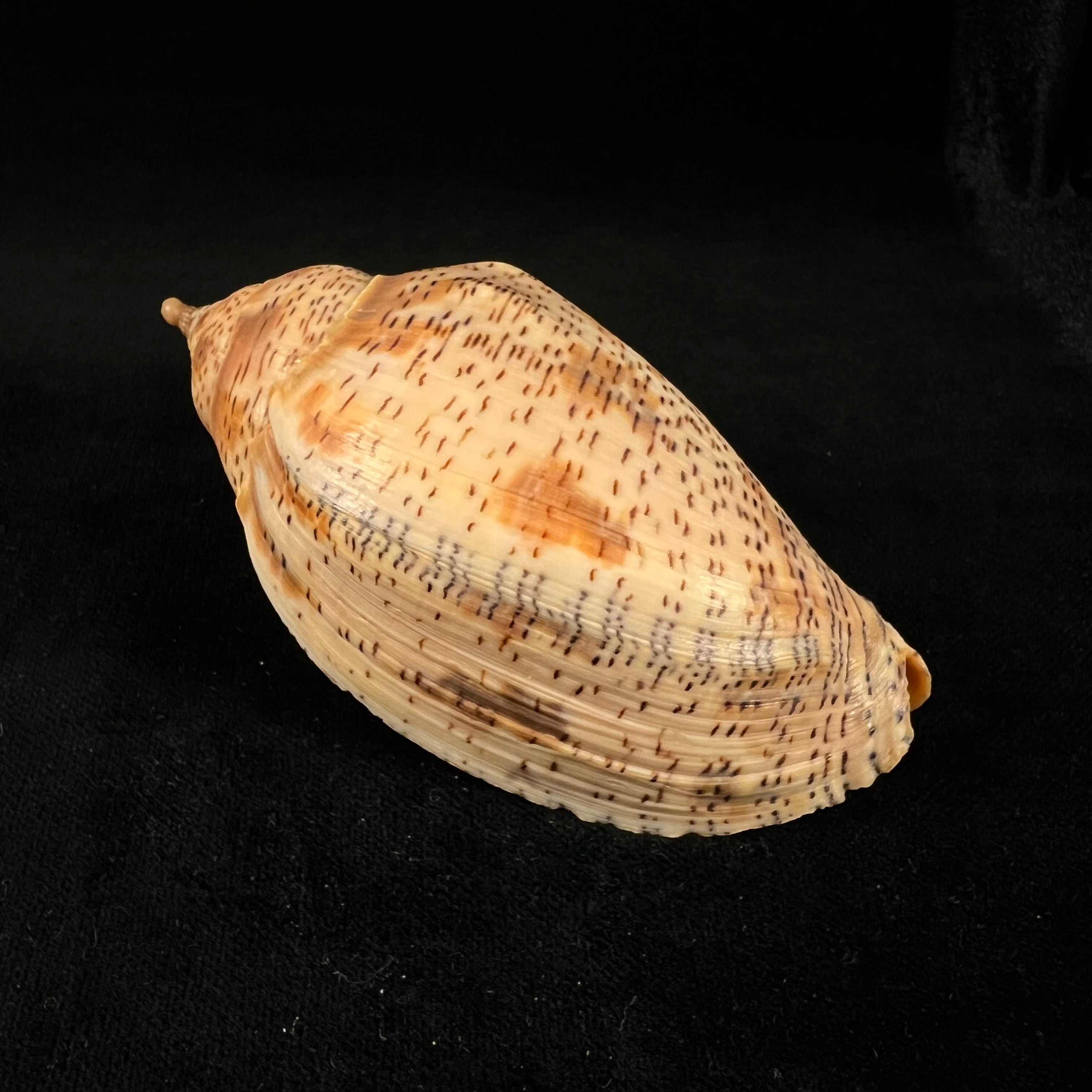 Harpulina lapponica (Linnaeus, 1767) - 109,8mm